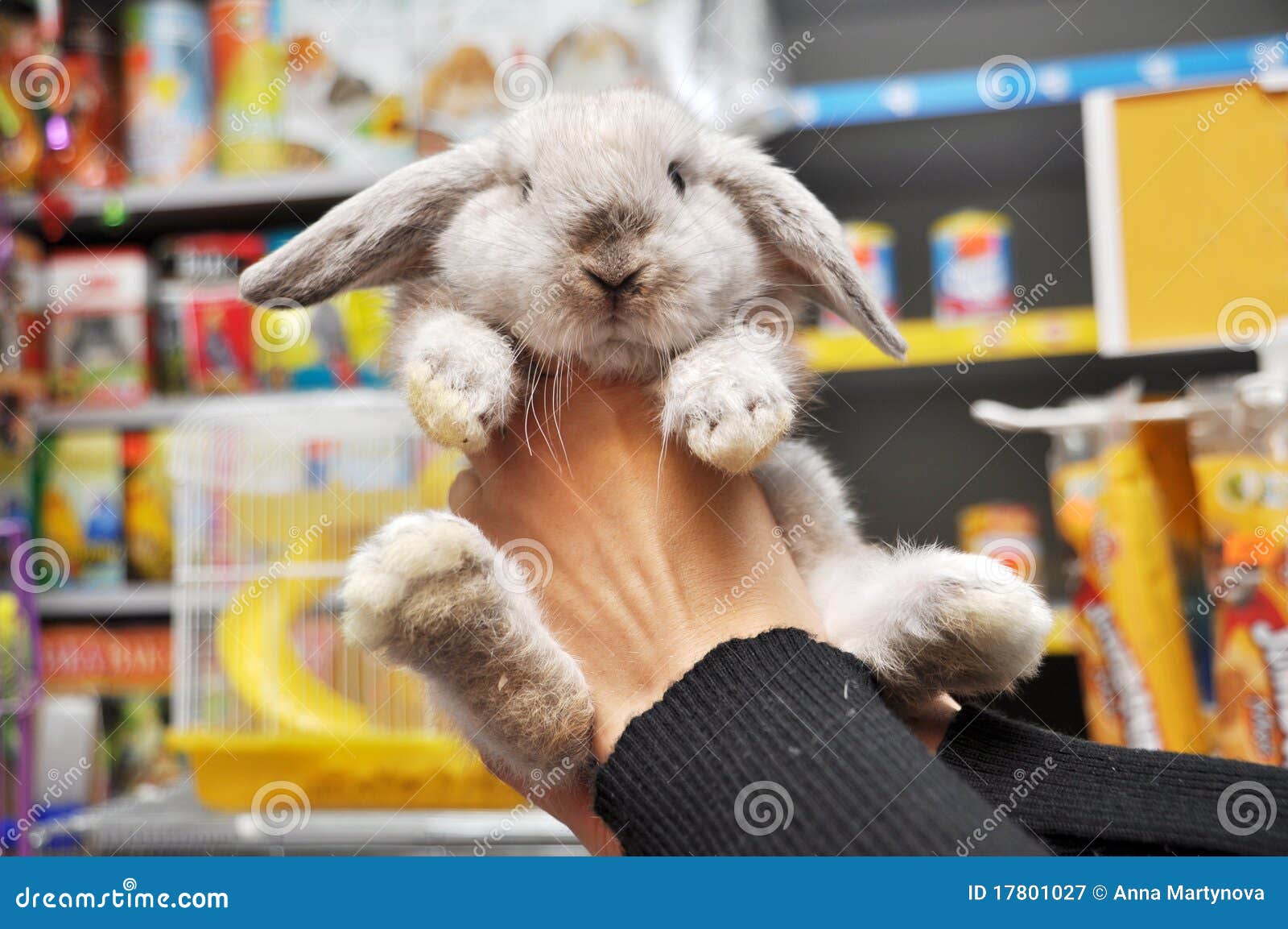 Baby Lop-eared Rabbit Breed Sheep Stock Image - Image of select, breed ...