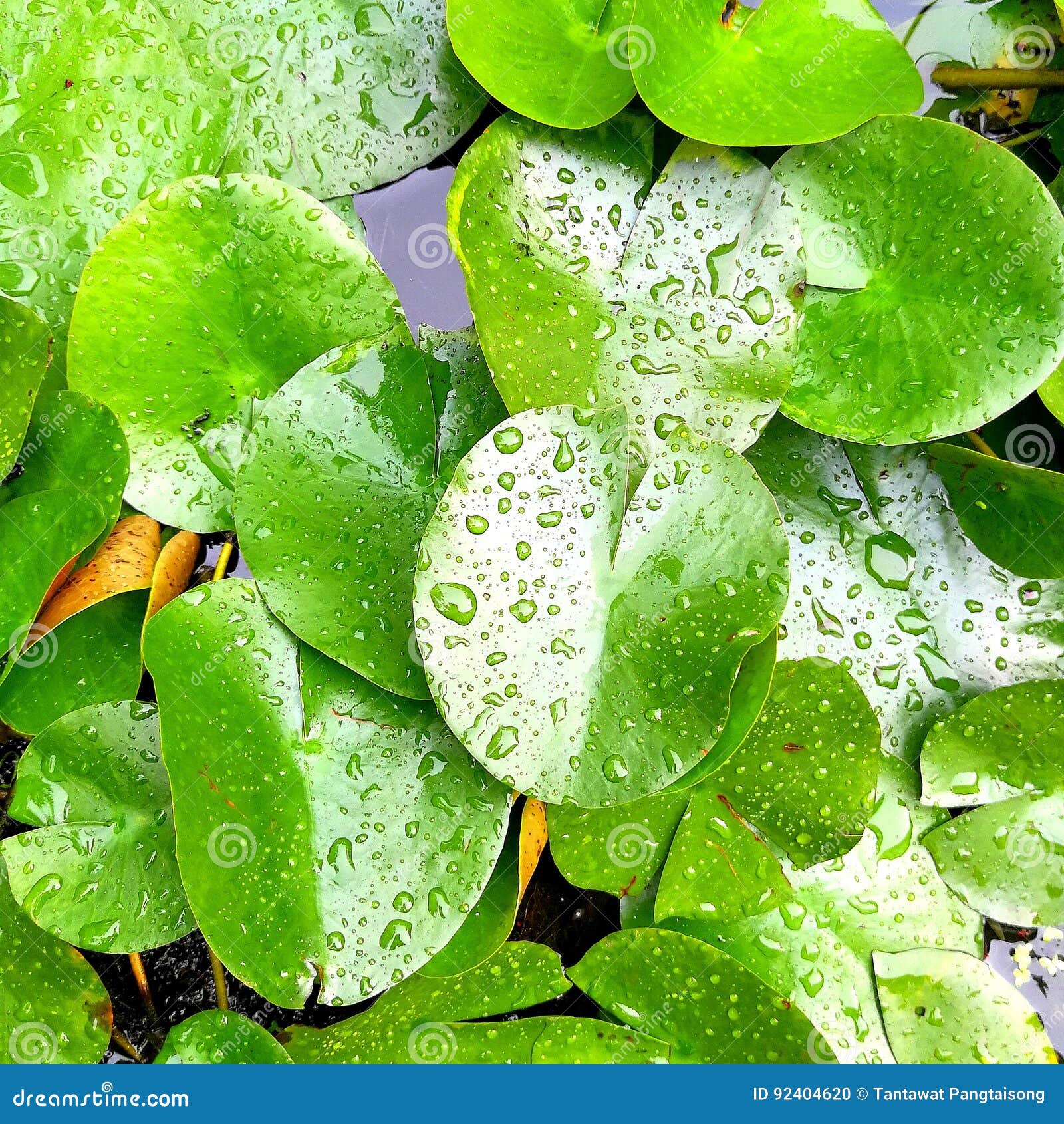 Baby lotus leaves stock photo. Image of natural, pool - 92404620
