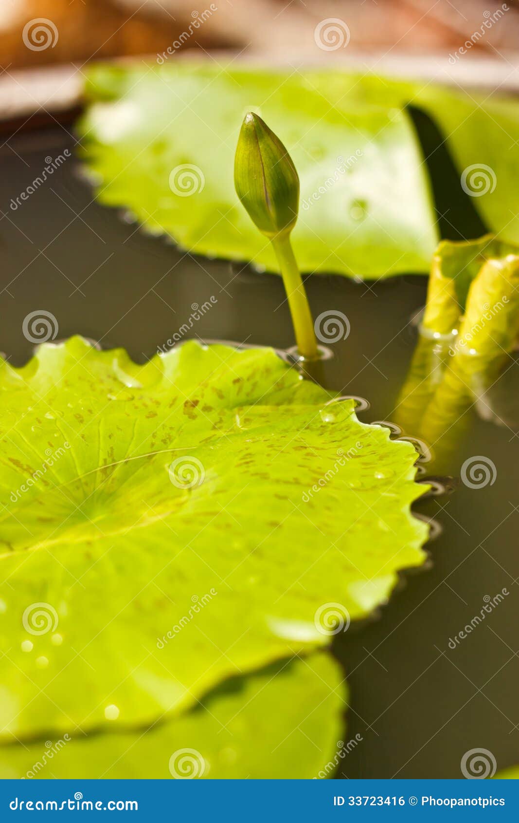 Baby lotus stock photo. Image of blooming, calm, green - 33723416