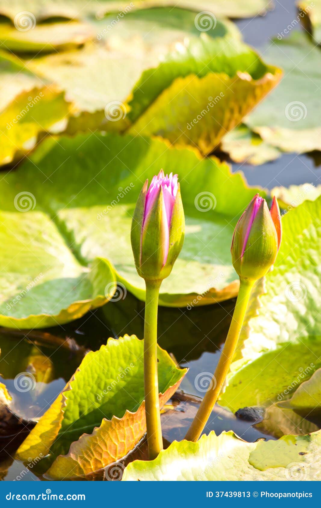 The baby lotus stock image. Image of lily, lotus, calm - 37439813