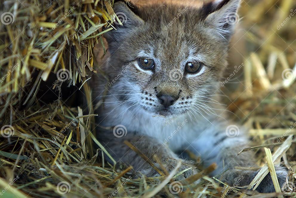 Baby Lynx stock photo. Image of alert, closeup, laying - 5708628