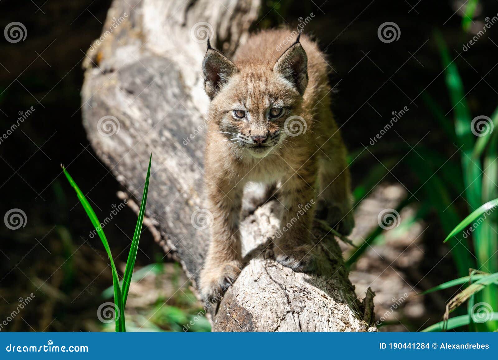 Baby Lynx in the forest stock photo. Image of wild, adorable - 190441284
