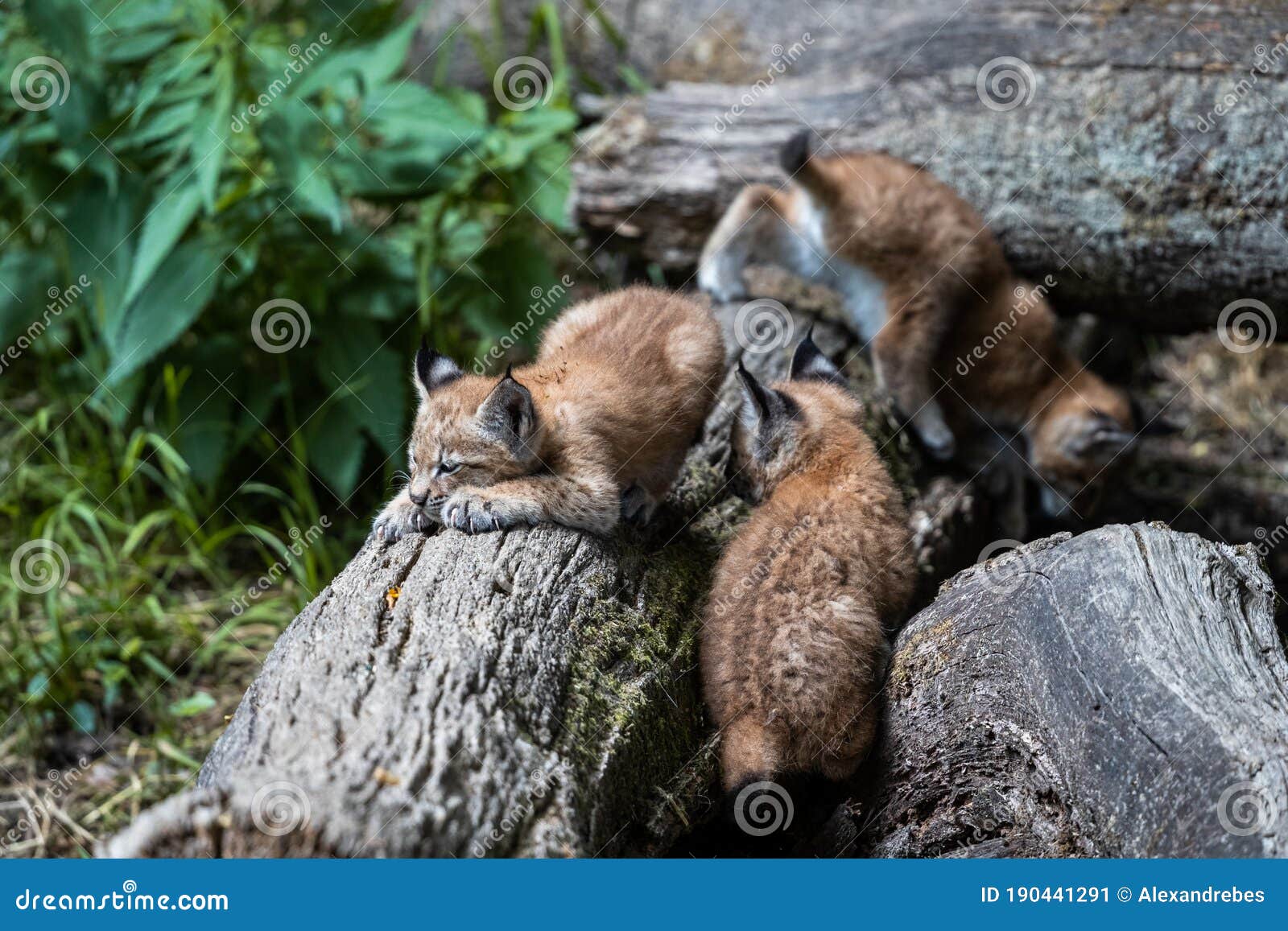 Baby Lynx Stock Photo | CartoonDealer.com #5708628