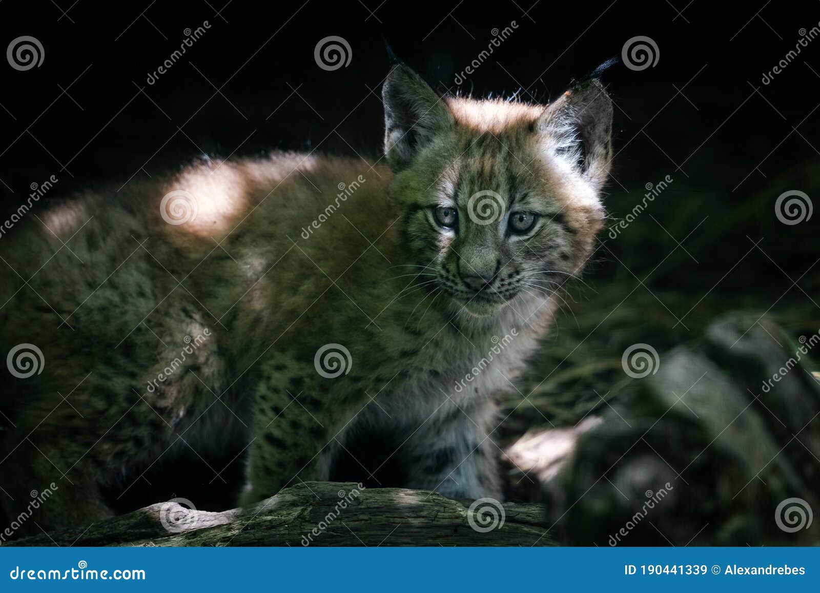 Baby Lynx In The Forest Stock Image | CartoonDealer.com #190441309