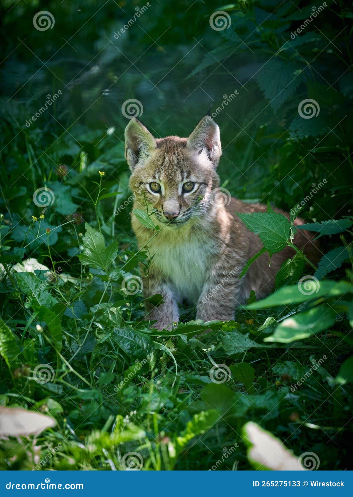 Baby of lynx in forest stock image. Image of whiskers - 265275133