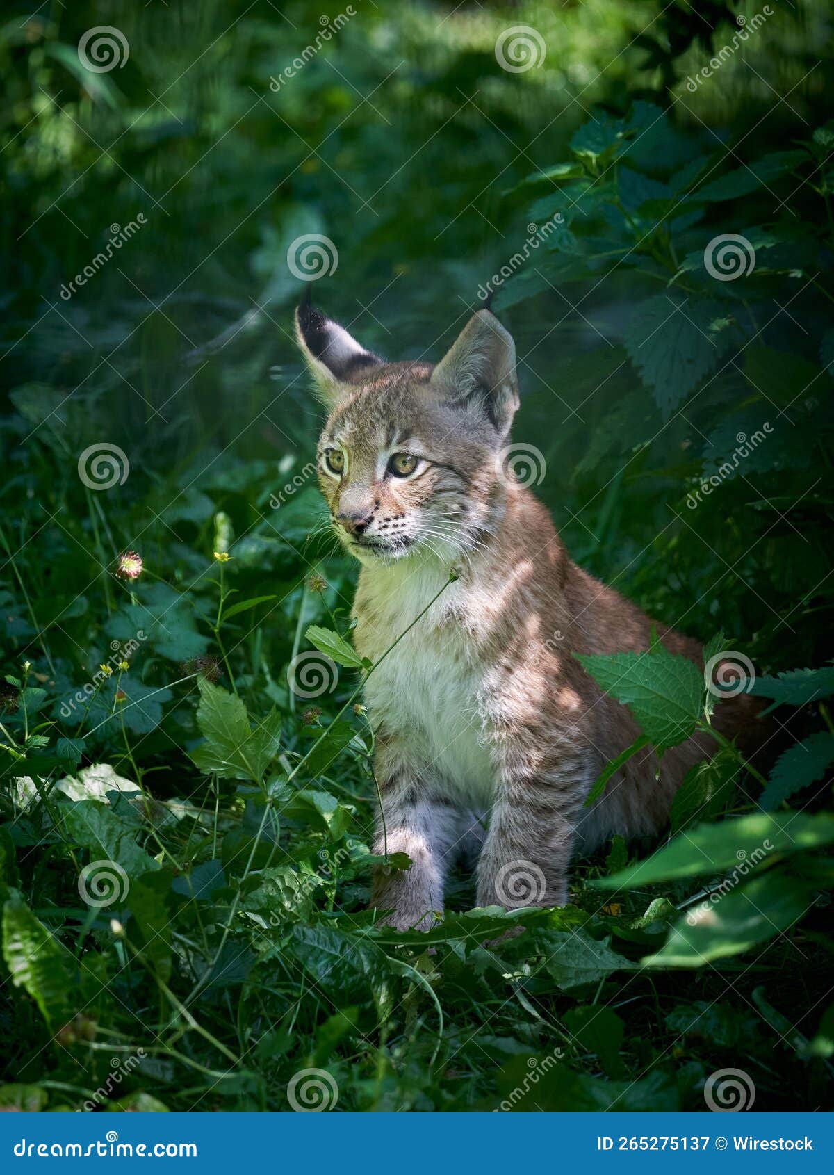 Baby of lynx in forest stock image. Image of pretty - 265275137