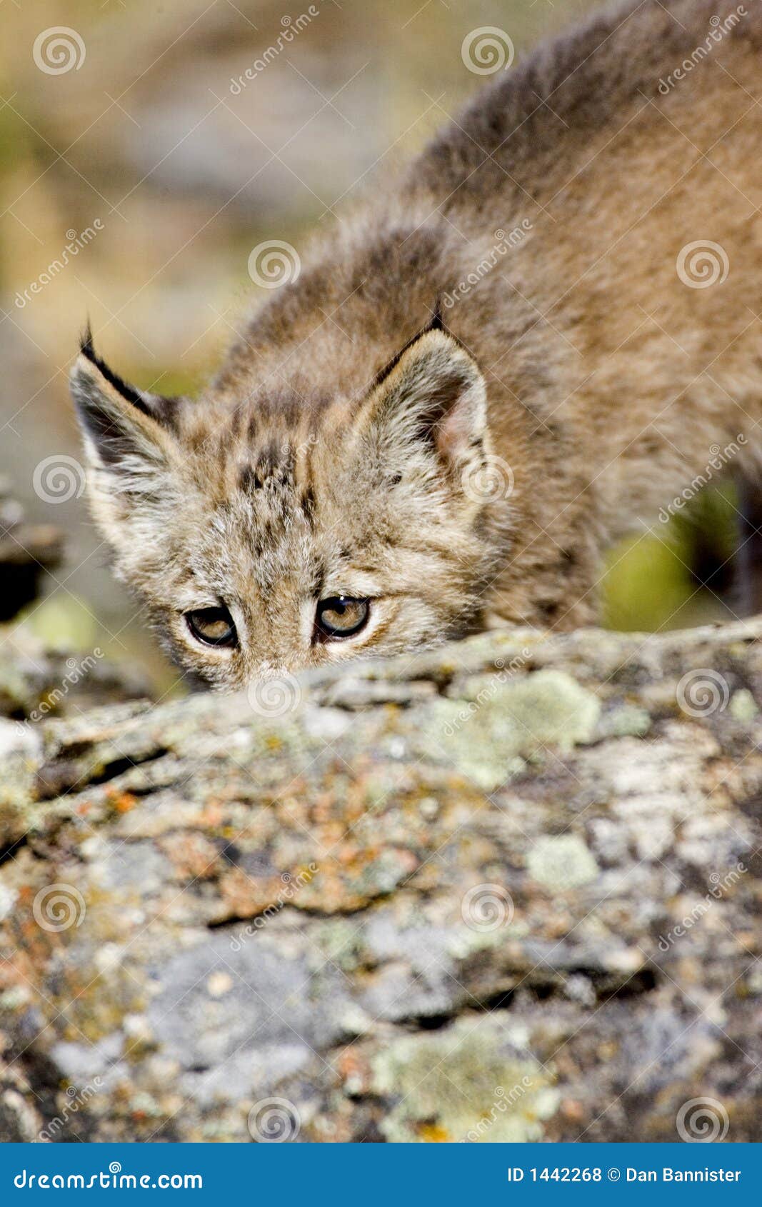 Baby Lynxx stock photo. Image of lynxx, teeth, natural - 1442268