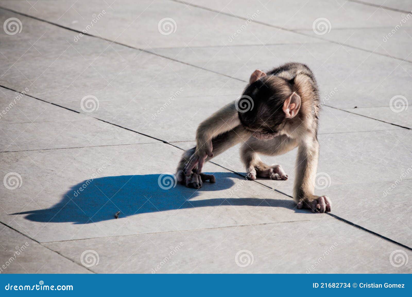 Baby macaco stock photo. Image of feet, infant, europa - 21682734