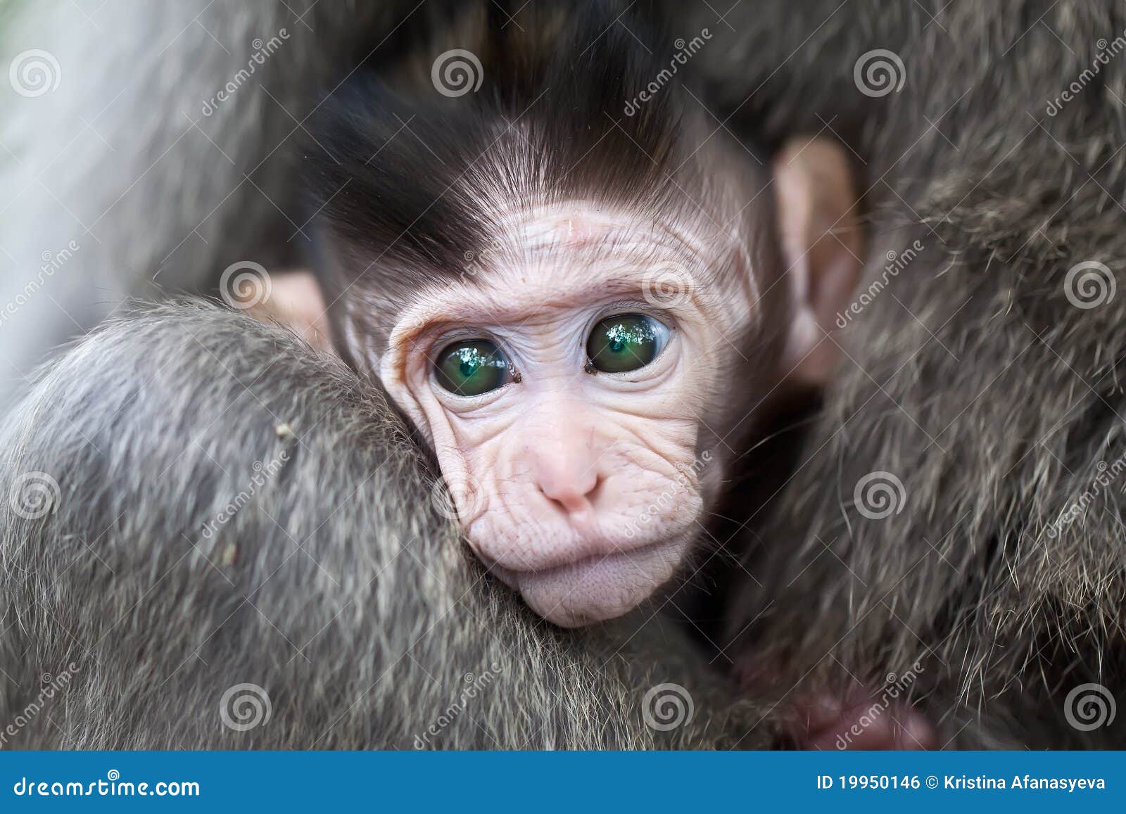 Baby Macaque Stock Photo | CartoonDealer.com #2721840