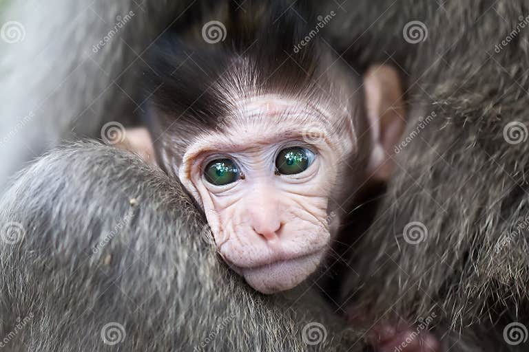 Baby macaque stock photo. Image of macaca, portrait, asia - 19950146