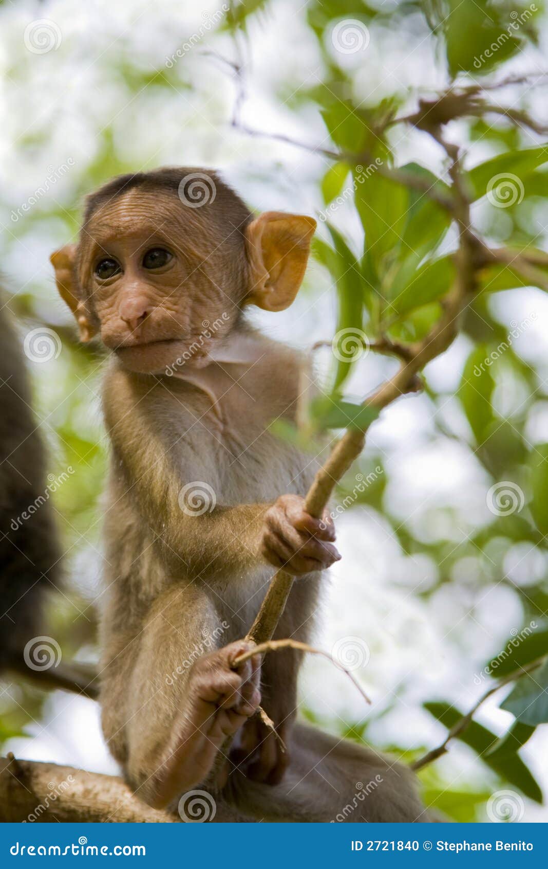 Baby macaque stock photo. Image of climb, female, baby - 2721840