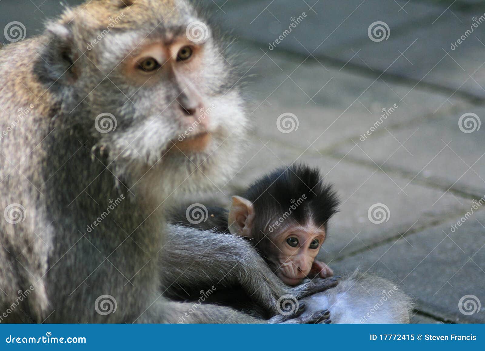Baby Macaque Stock Photo | CartoonDealer.com #2721840