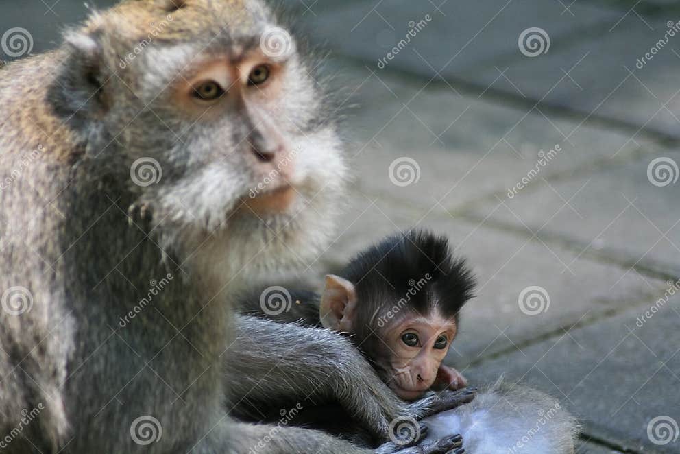Baby macaque monkey stock image. Image of marmoset, animal - 17772415