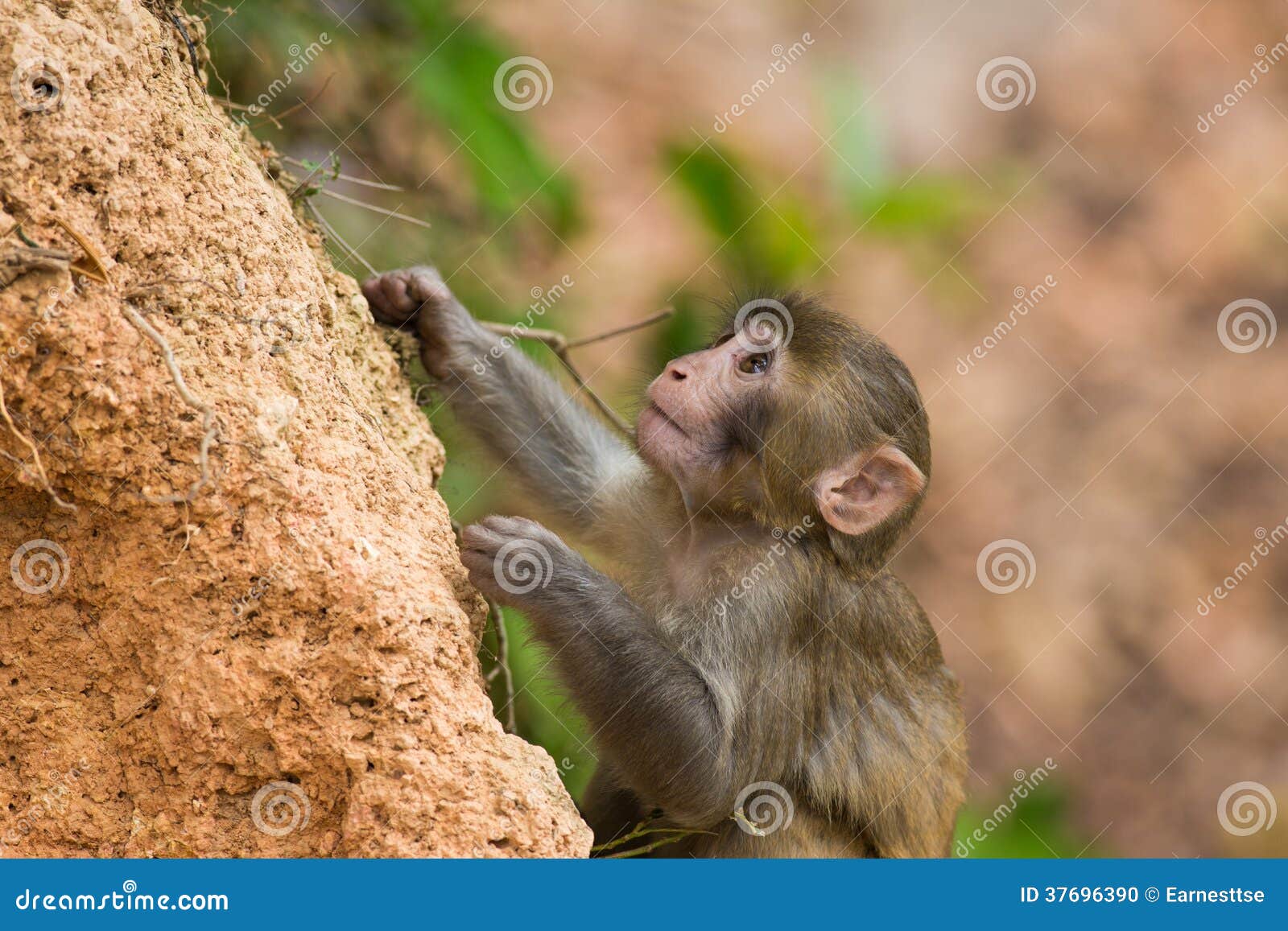 Baby Macaque monkey stock photo. Image of moving, macaque - 37696390
