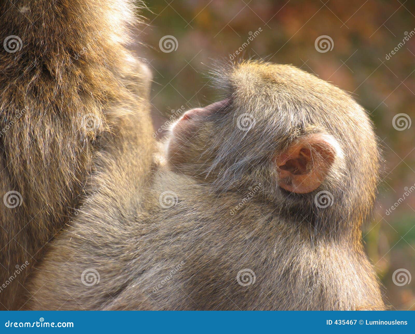 Baby Macaque Monkey stock image. Image of child, moment - 435467