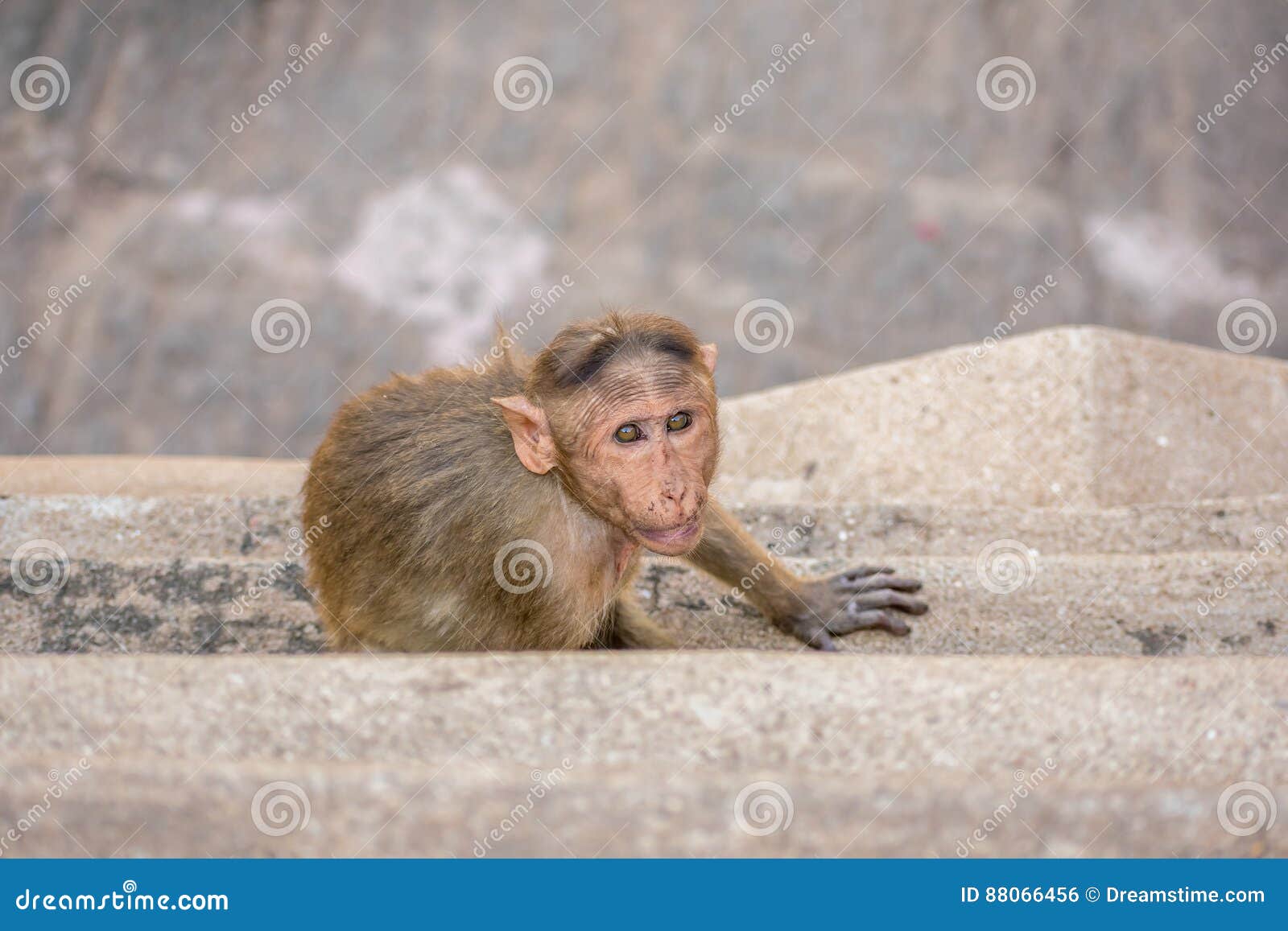 Baby Macaque stock photo. Image of monkey, baby, macaque - 88066456