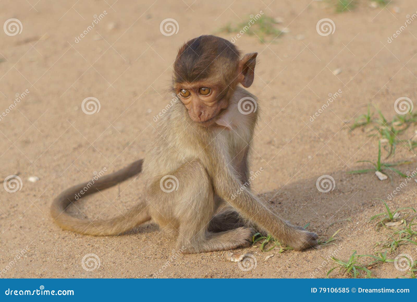 Baby Macaque Monkey stock image. Image of primates, thailand - 79106585