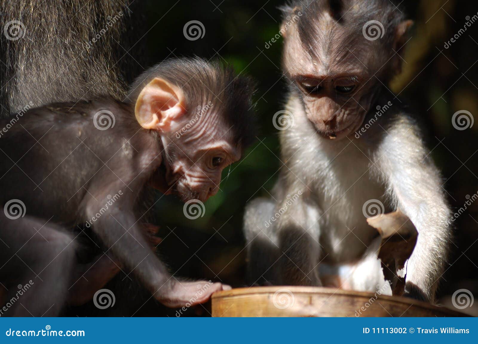 Baby Macaque Monkeys stock photo. Image of eating, baby - 11113002