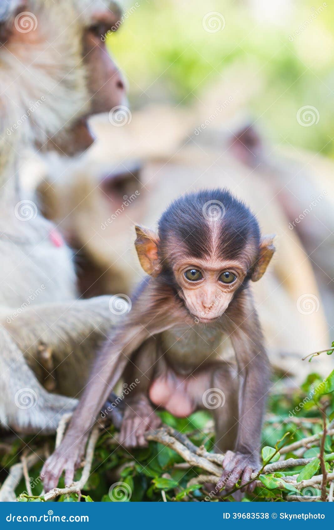 Baby macaque stock photo. Image of ancestor, funny, mother - 39683538
