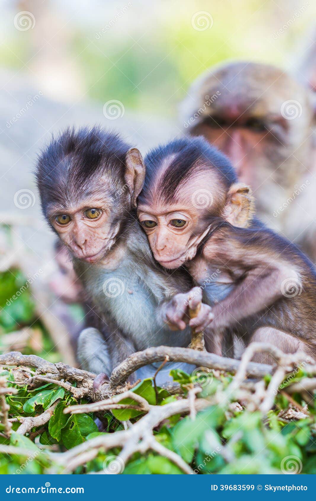 Baby macaque stock image. Image of park, mother, face - 39683599