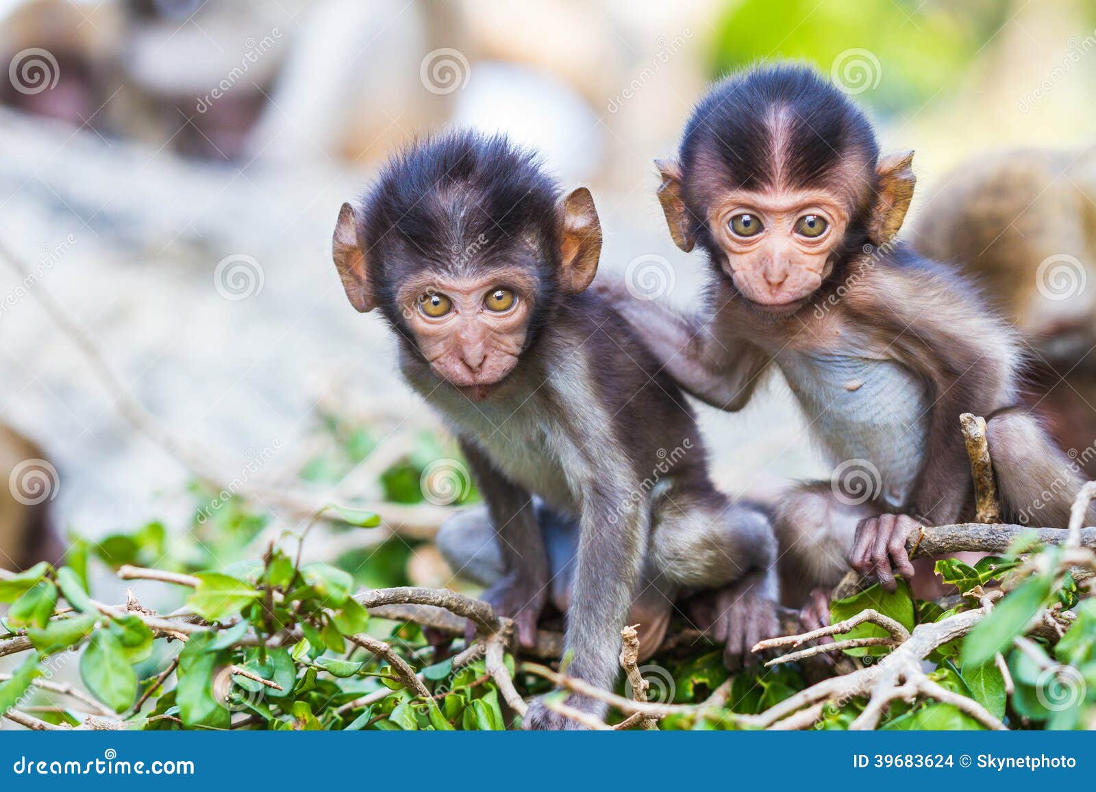Baby macaque stock photo. Image of hairy, mammal, baby - 39683624