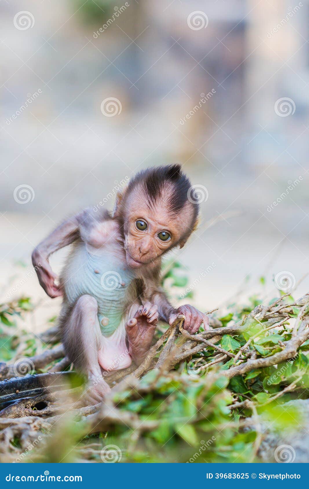 Baby macaque stock image. Image of branch, national, mammal - 39683625