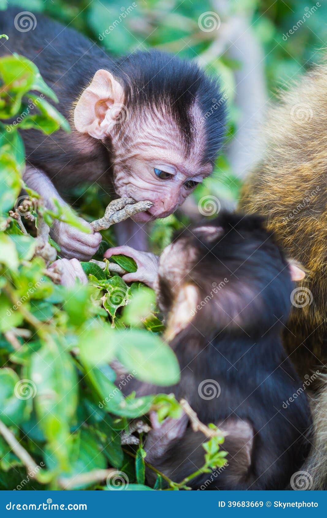 Baby macaque stock image. Image of hairy, hair, branch - 39683669