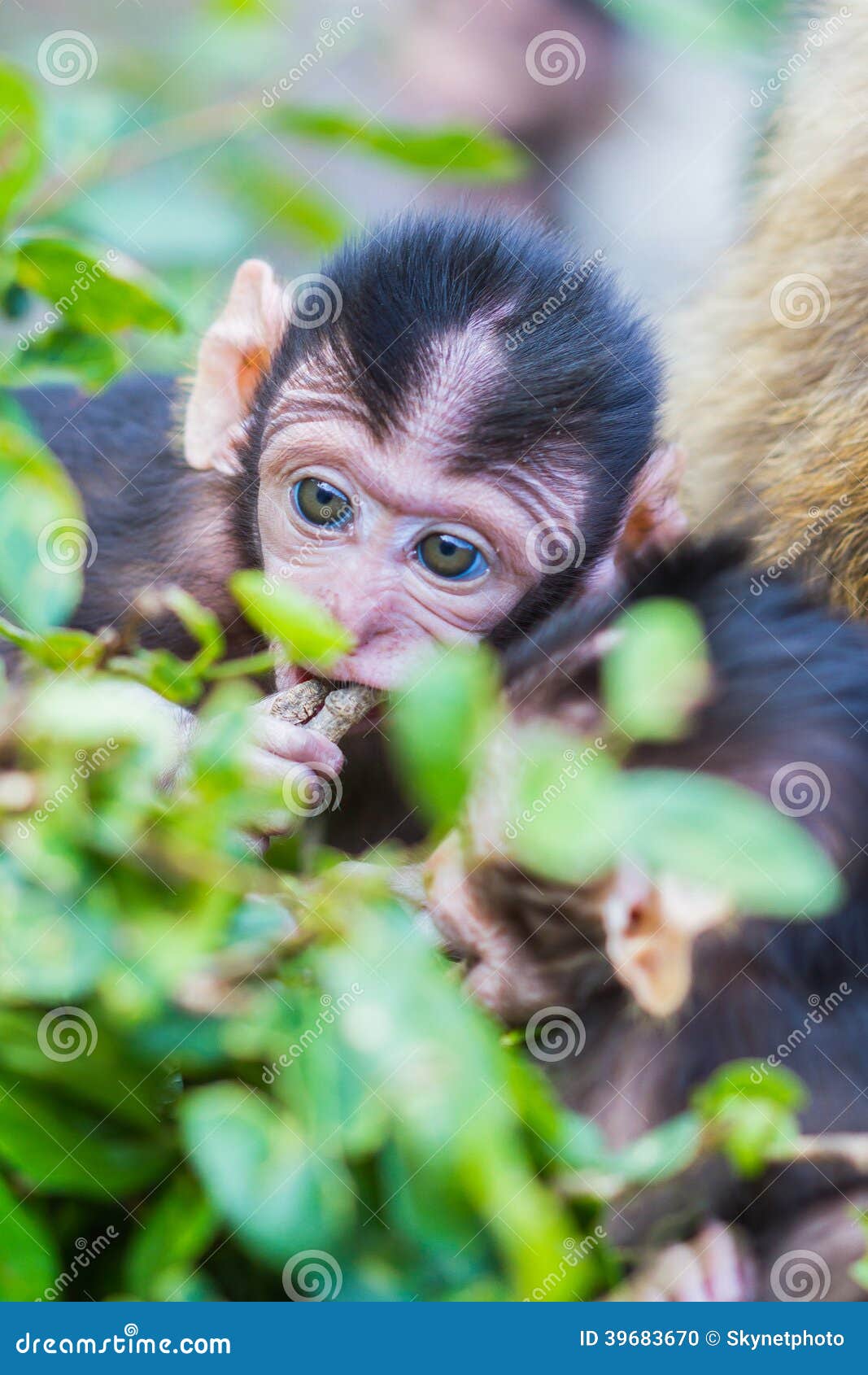 Baby macaque stock photo. Image of small, monkey, mother - 39683670