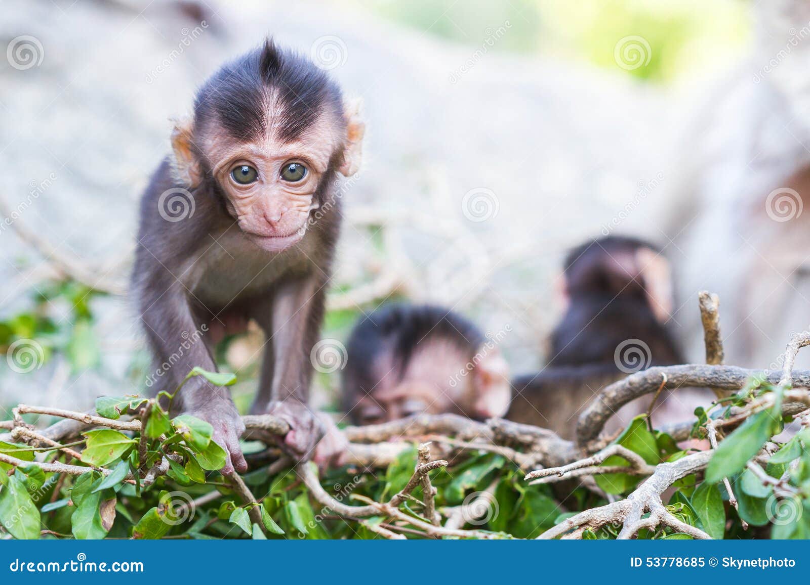 Baby macaque stock image. Image of hairy, asian, mammal - 53778685