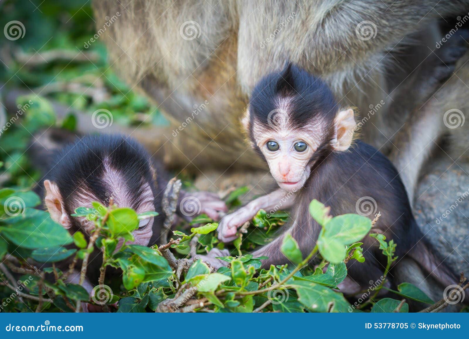 Baby macaque stock image. Image of baby, forest, monkey - 53778705