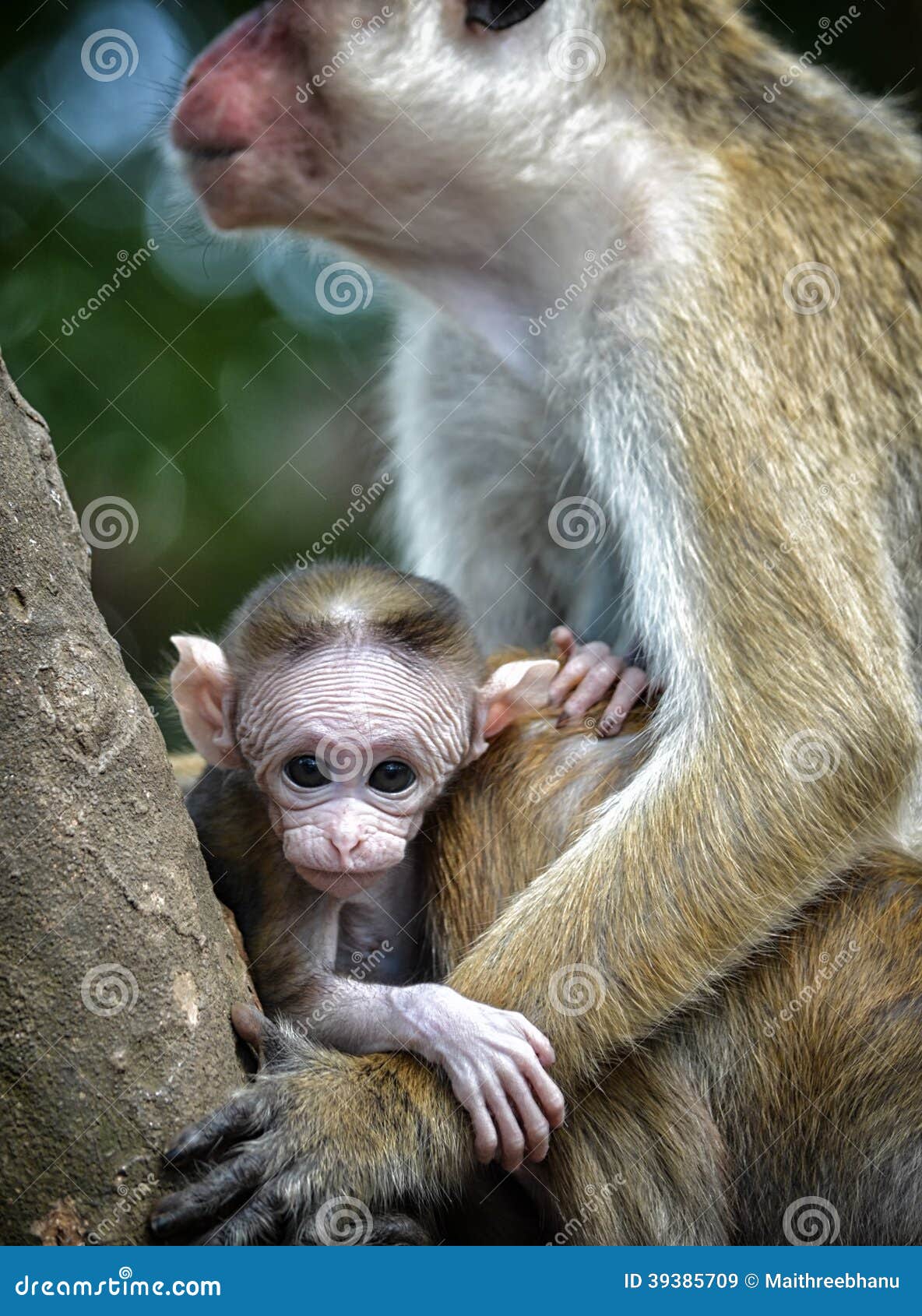 Baby Macaque stock image. Image of little, family, mammal - 39385709