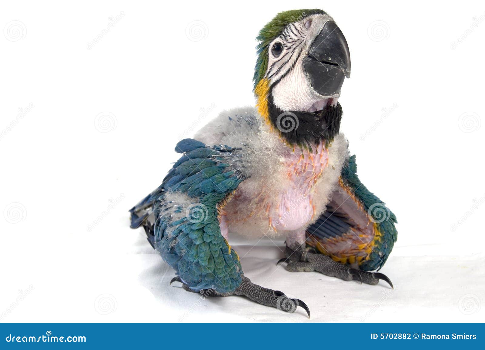Baby macaw stock photo. Image of adorable, wild, youth - 5702882