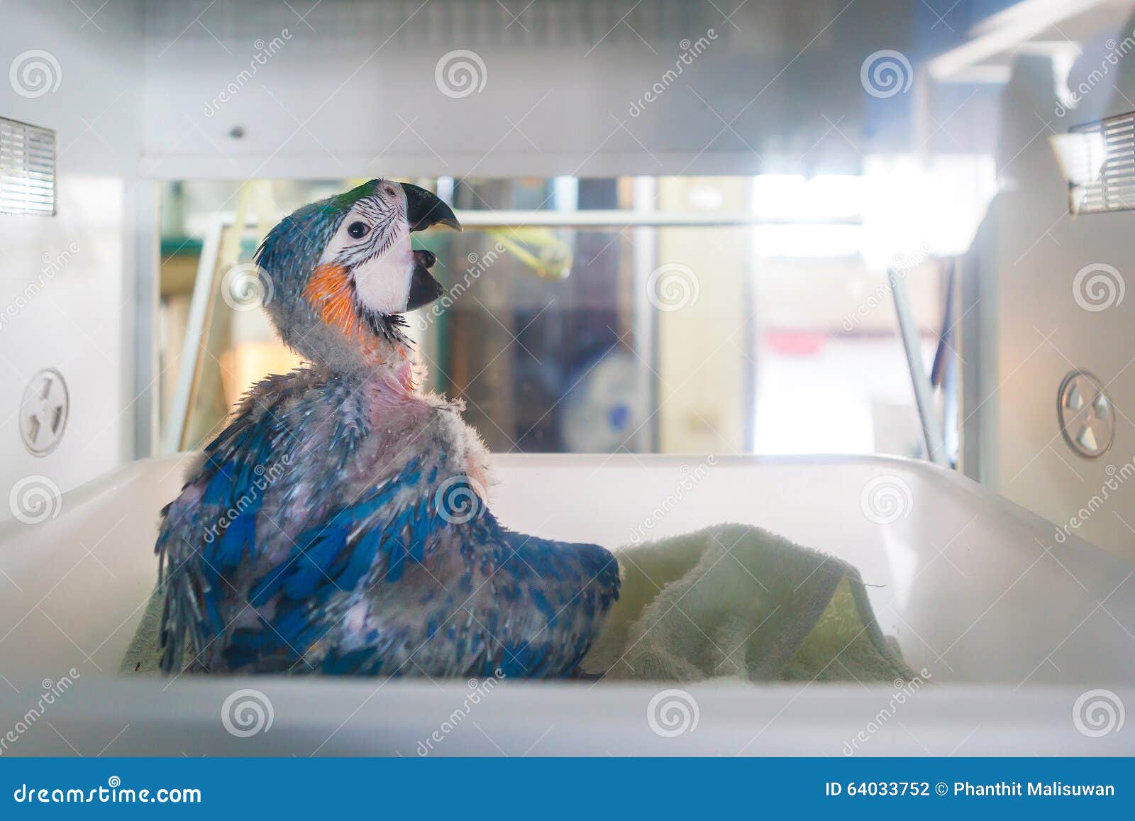 Baby Macaws Parrot in Incubators Stock Photo - Image of animal, exotic ...