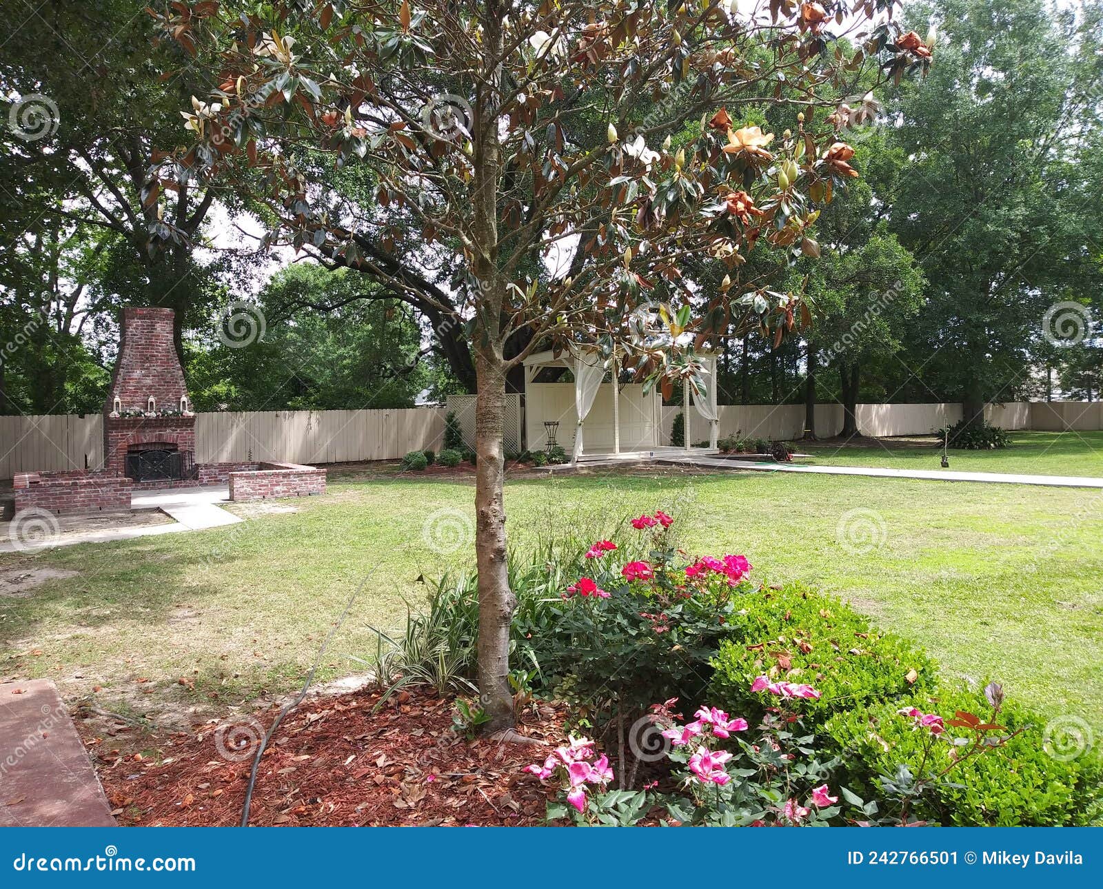 Baby magnolia tree stock image. Image of shrub, flower - 242766501