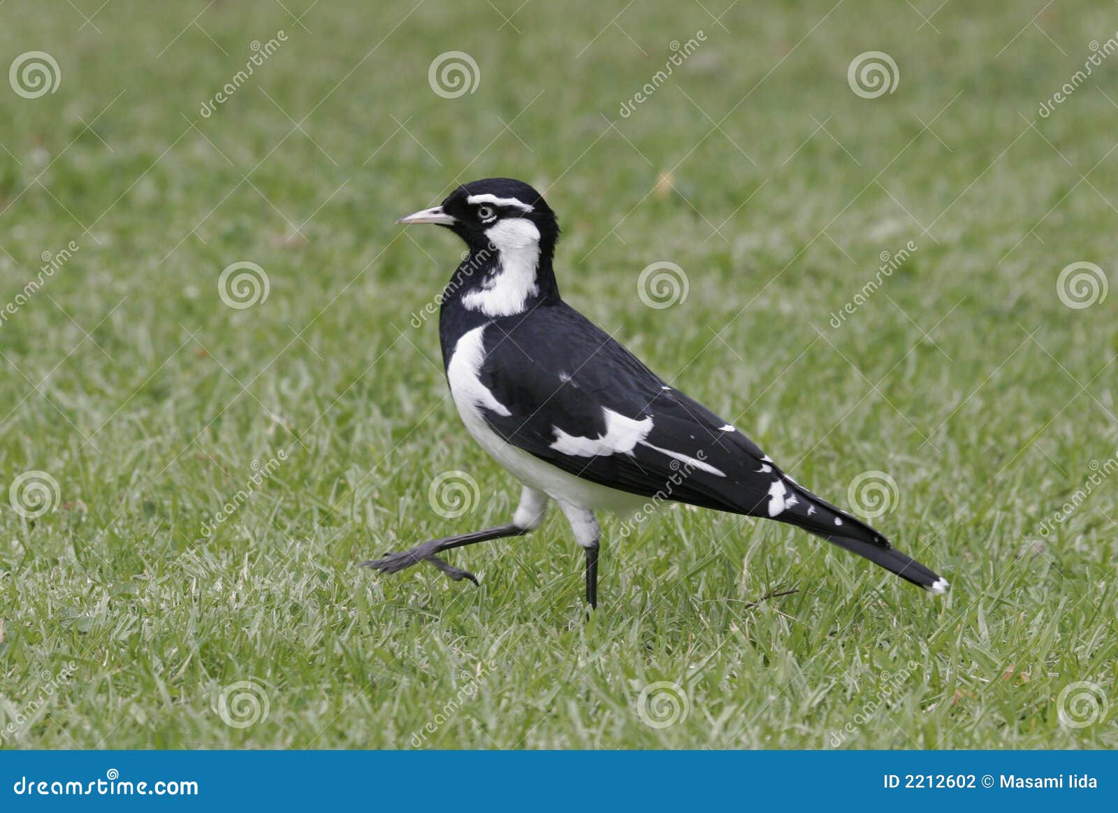 Baby magpie stock photo. Image of samall, grass, bird - 2212602
