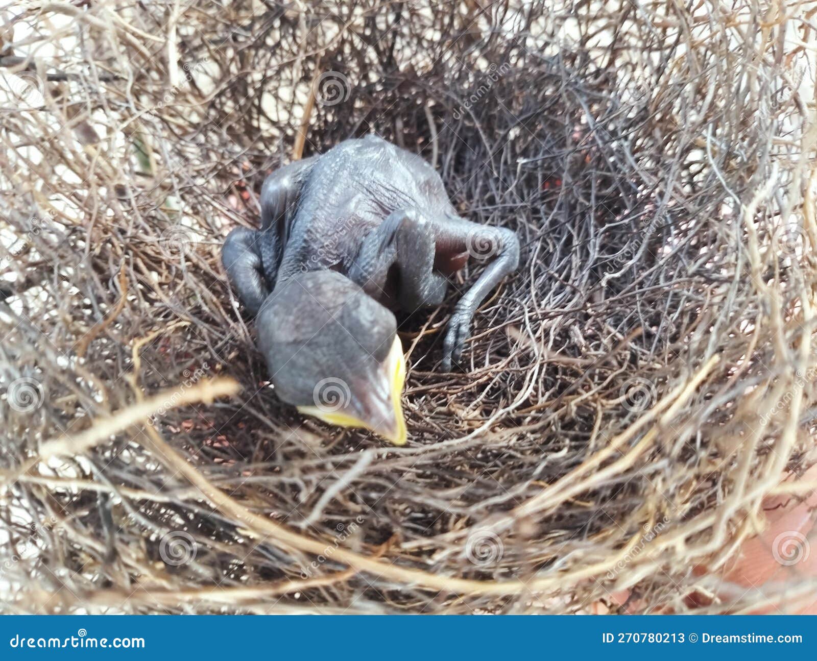 Baby magpie robins stock image. Image of reptile, baby - 270780213