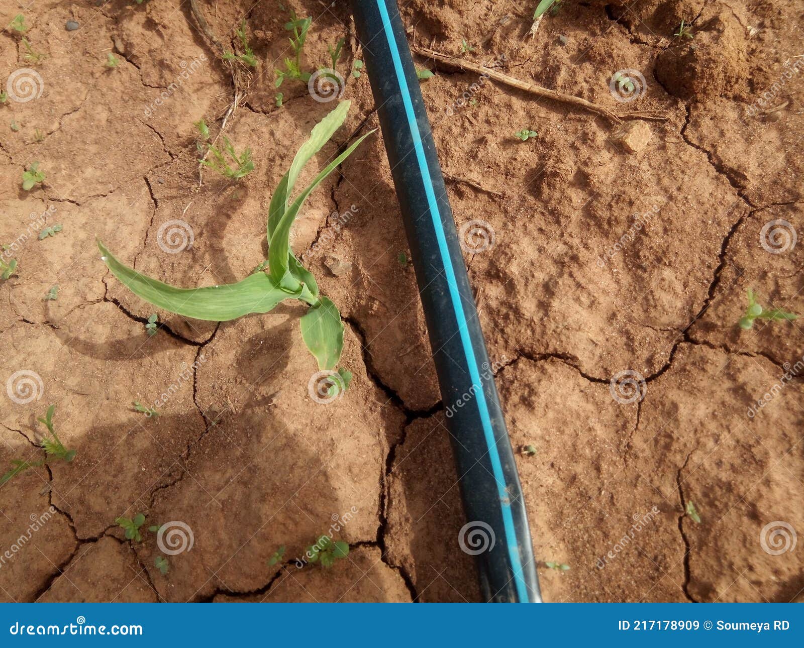 Baby Maize after 15 Days of Planting Stock Image - Image of geology ...