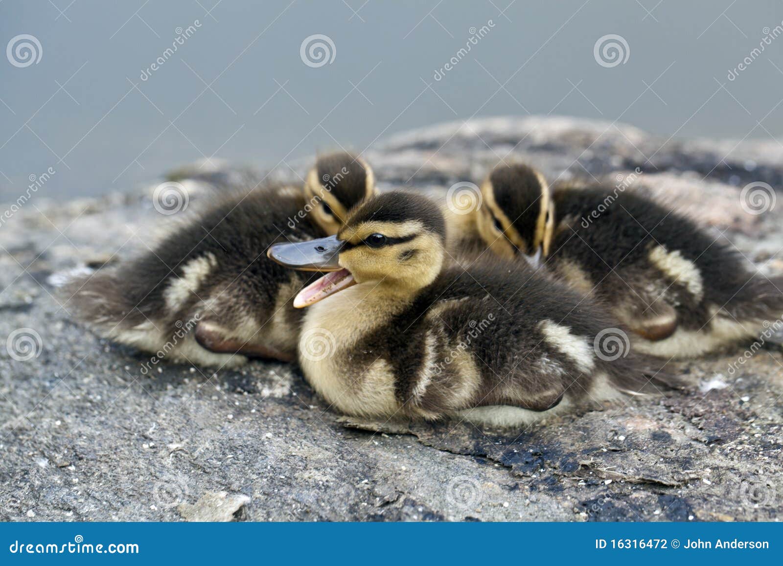 Baby Mallard ducks stock photo. Image of young, central - 16316472