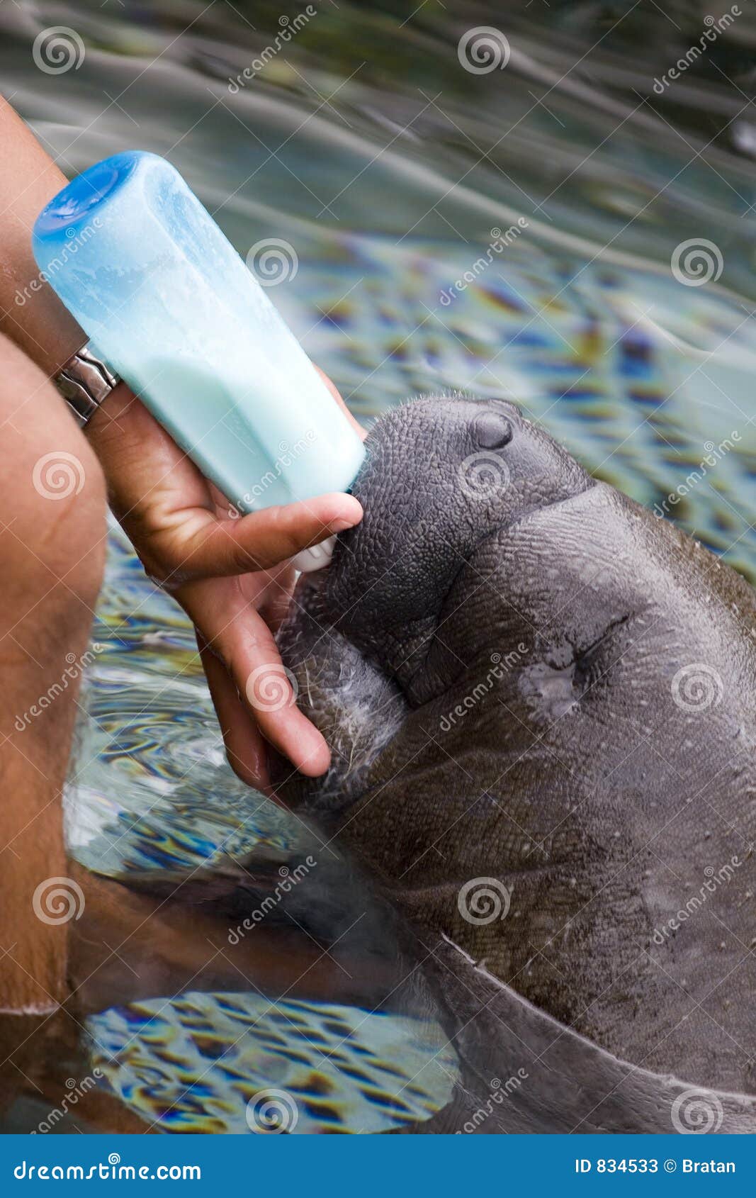 Baby Manatee stock image. Image of large, feeds, nursing - 834533