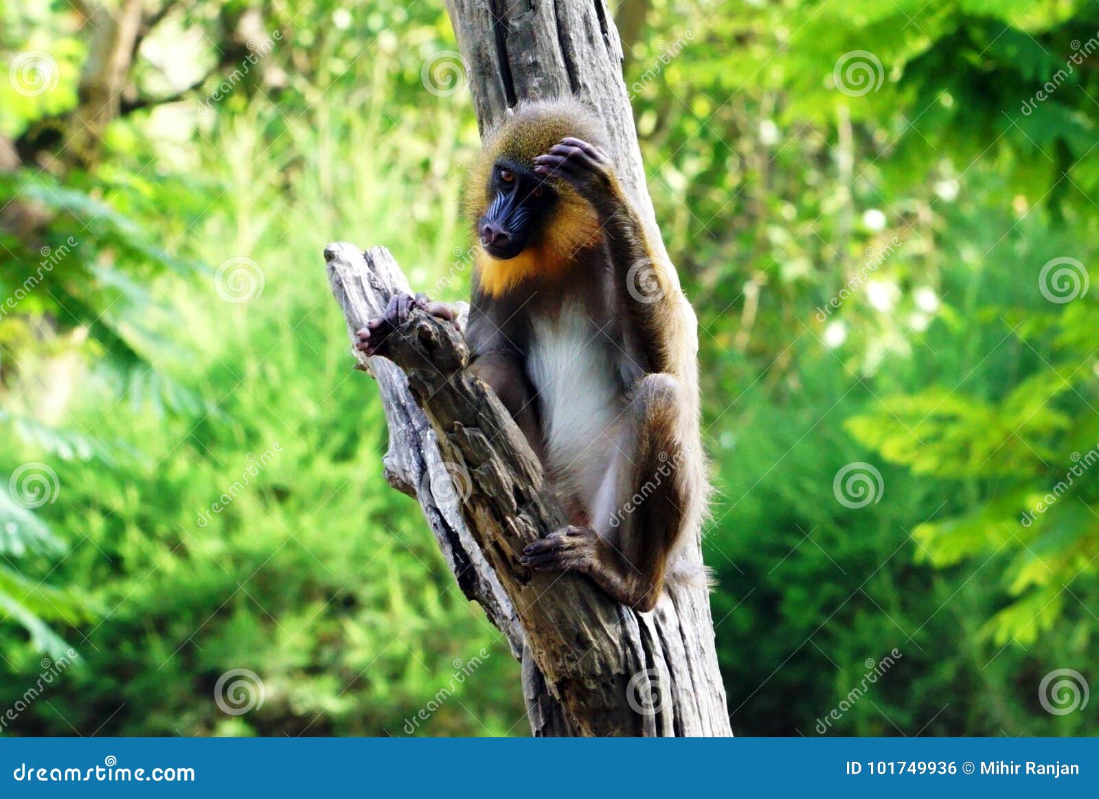 A Baby mandrill. stock photo. Image of setting, animal - 101749936