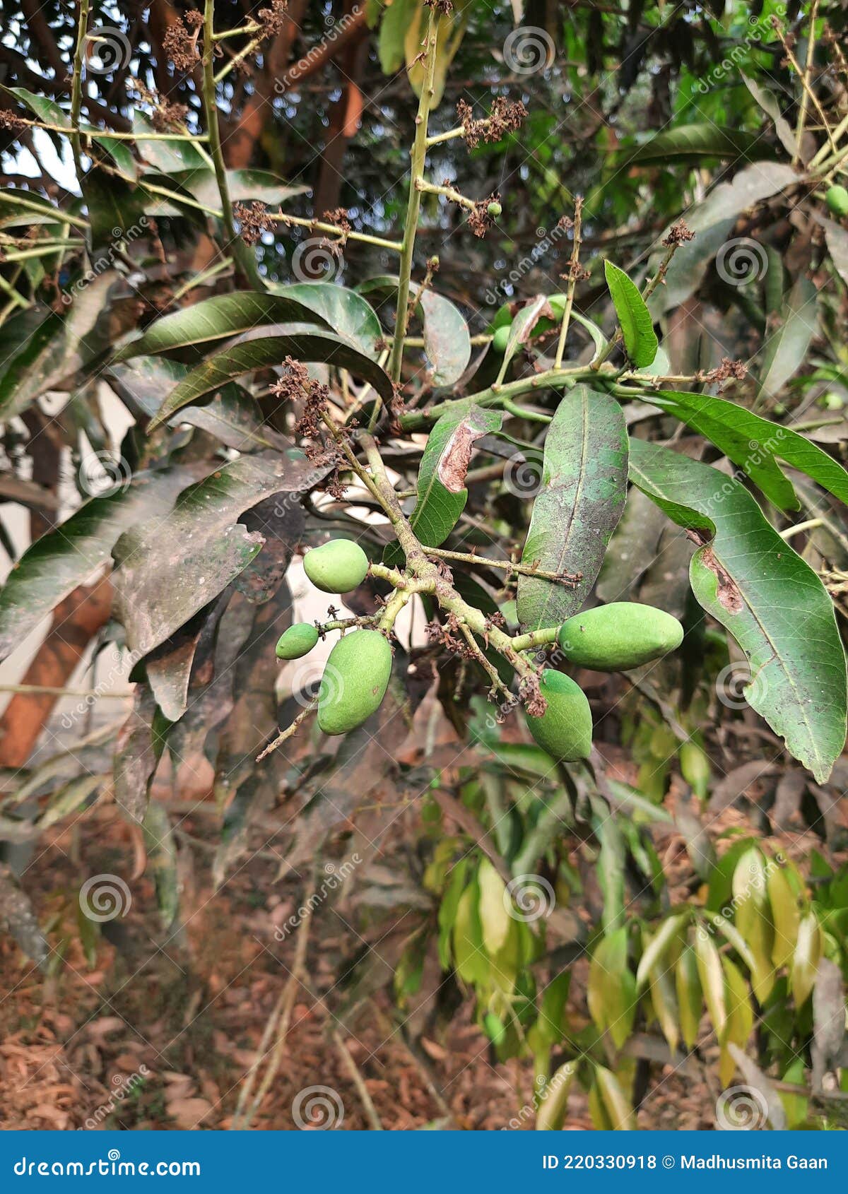 It is Baby mango fruit stock photo. Image of mango, fruit - 220330918