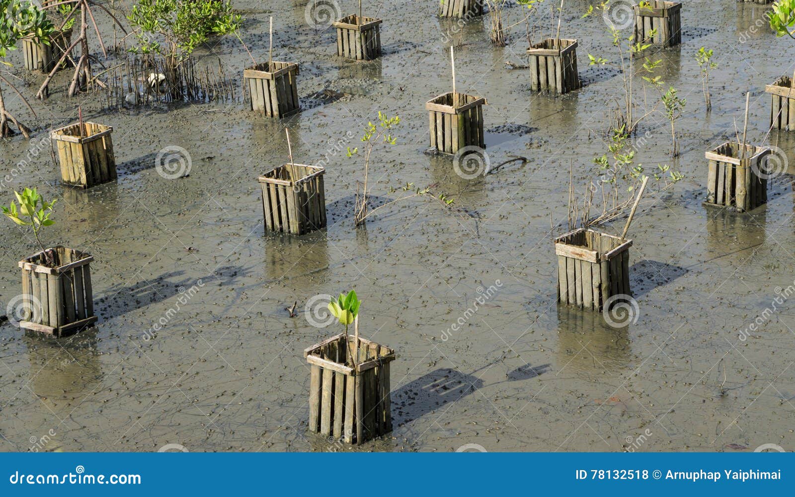 Baby mangrove forest stock photo. Image of tree, plantation - 78132518