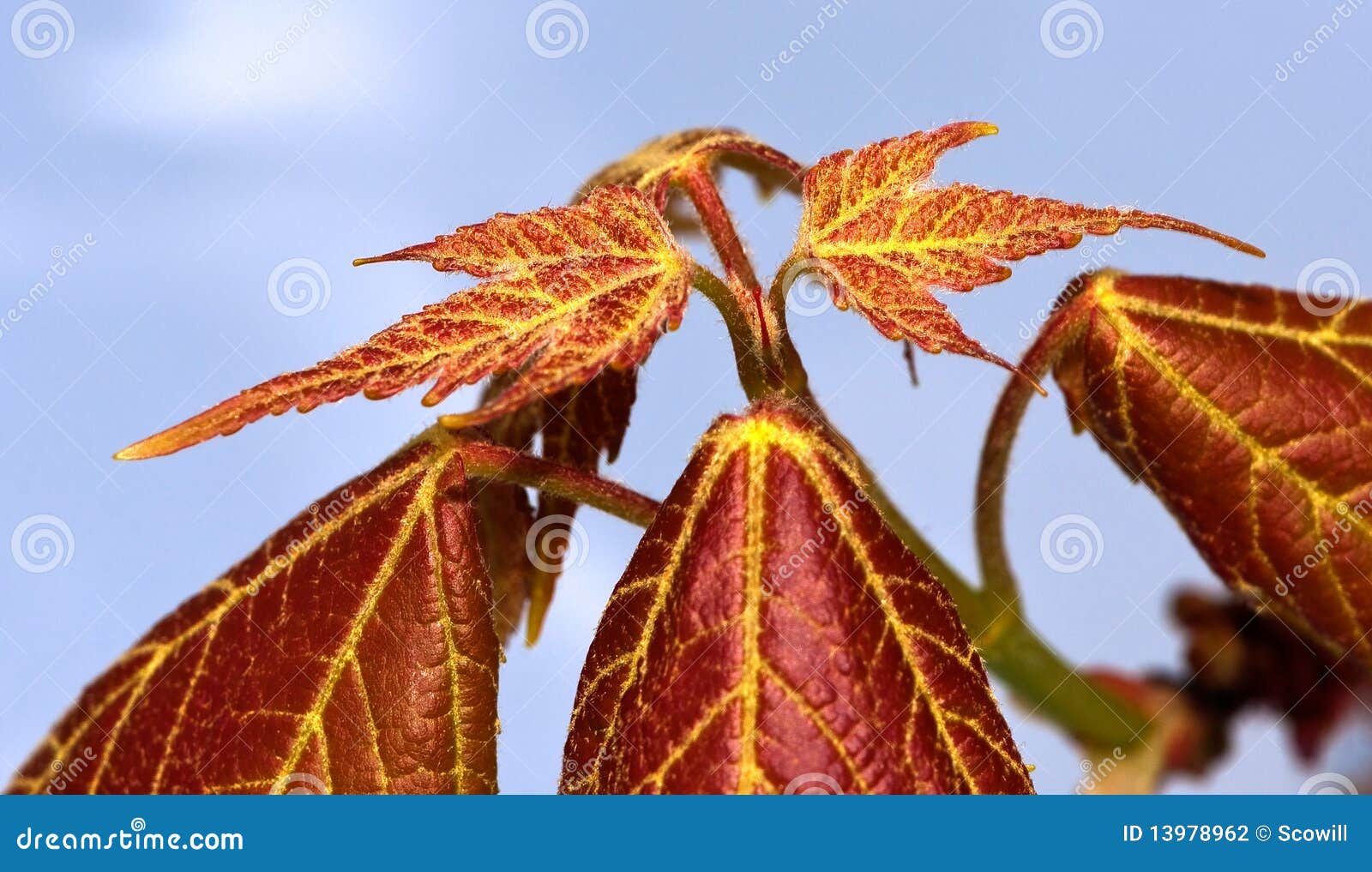 Baby Maple Leafs stock photo. Image of nature, maple - 13978962