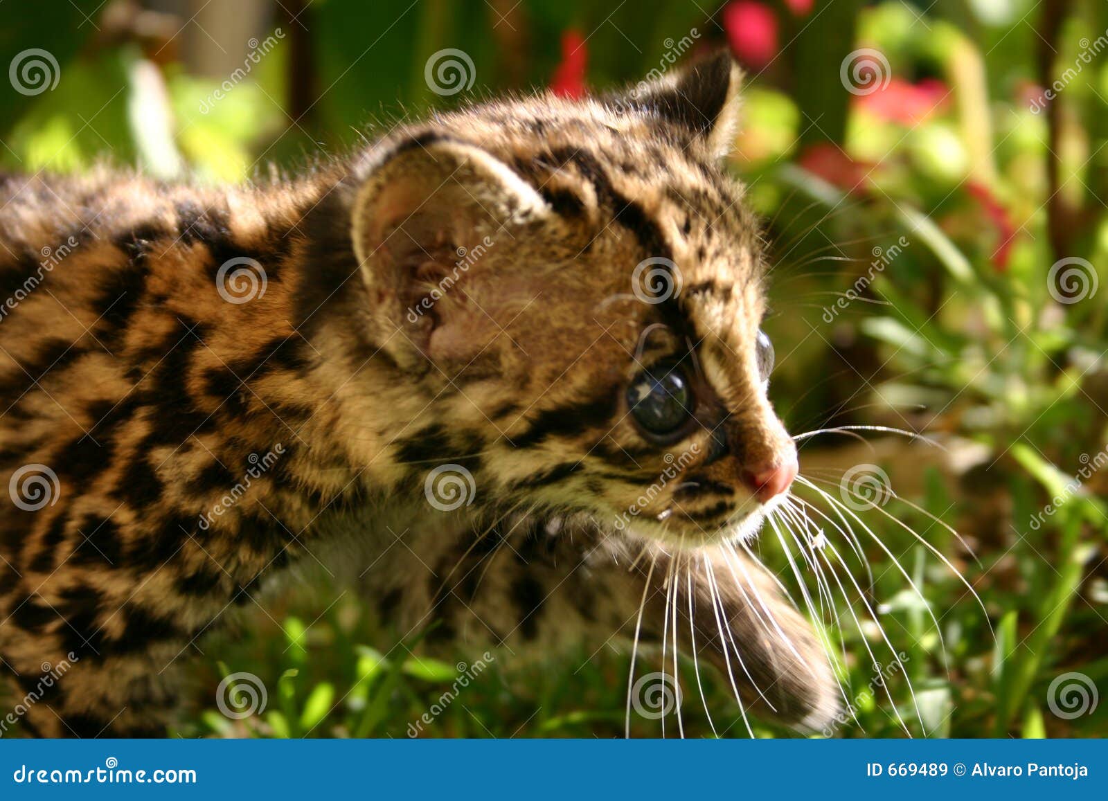 Baby Margay stock image. Image of cute, species, feline - 669489