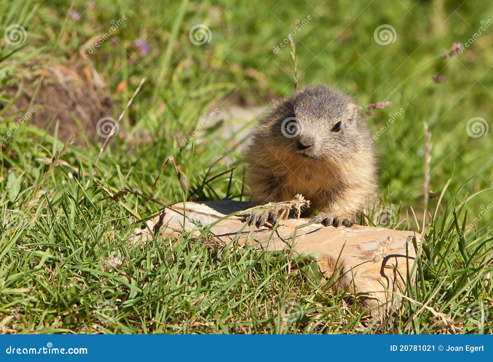 The Baby MarmotÂ´s Excursion Stock Image - Image of leaving, italy ...