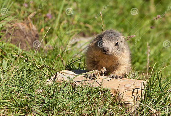 The Baby MarmotÂ´s Excursion Stock Image - Image of leaving, italy ...