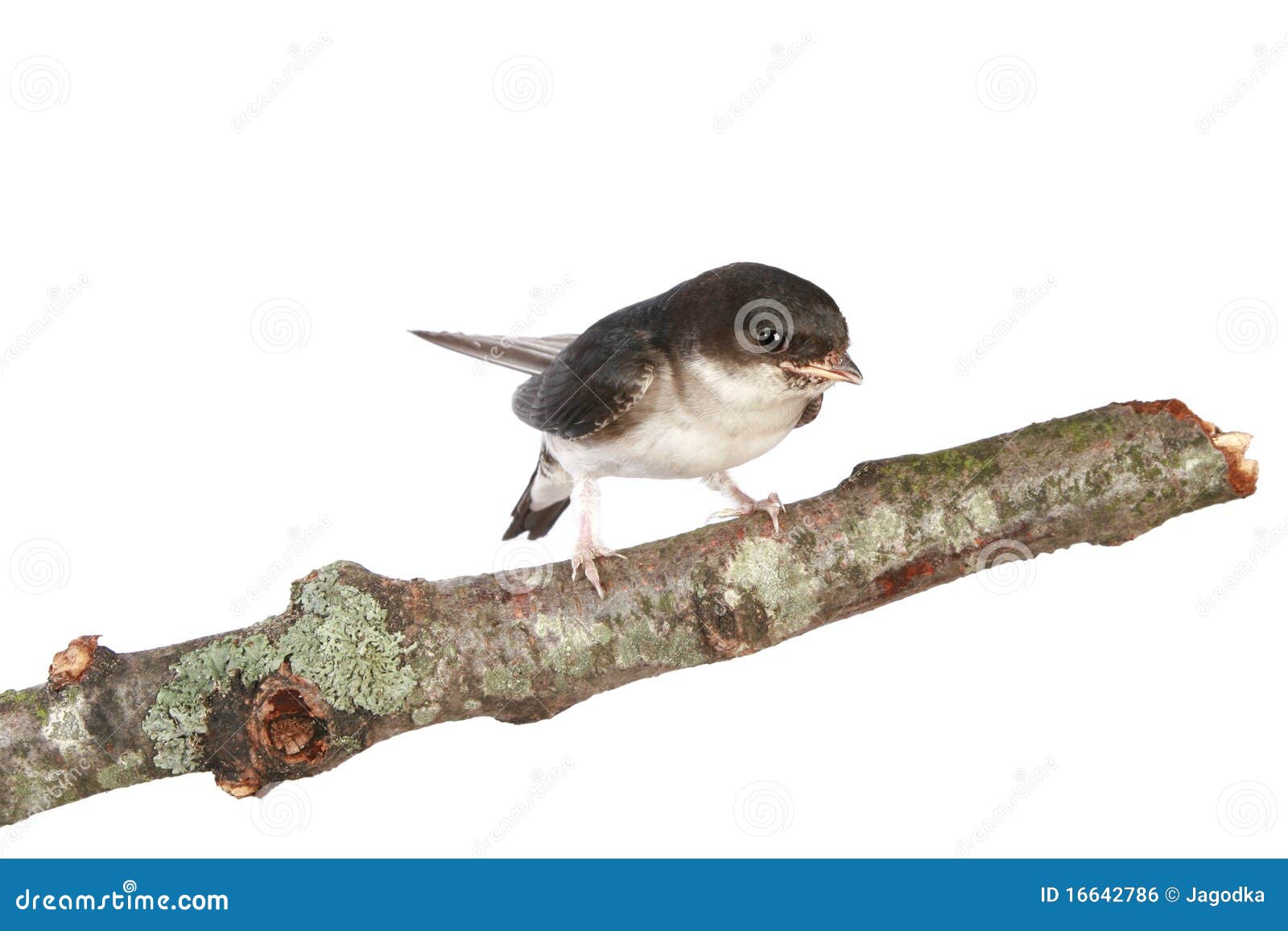 Baby martin on a branch stock photo. Image of small, beauty - 16642786