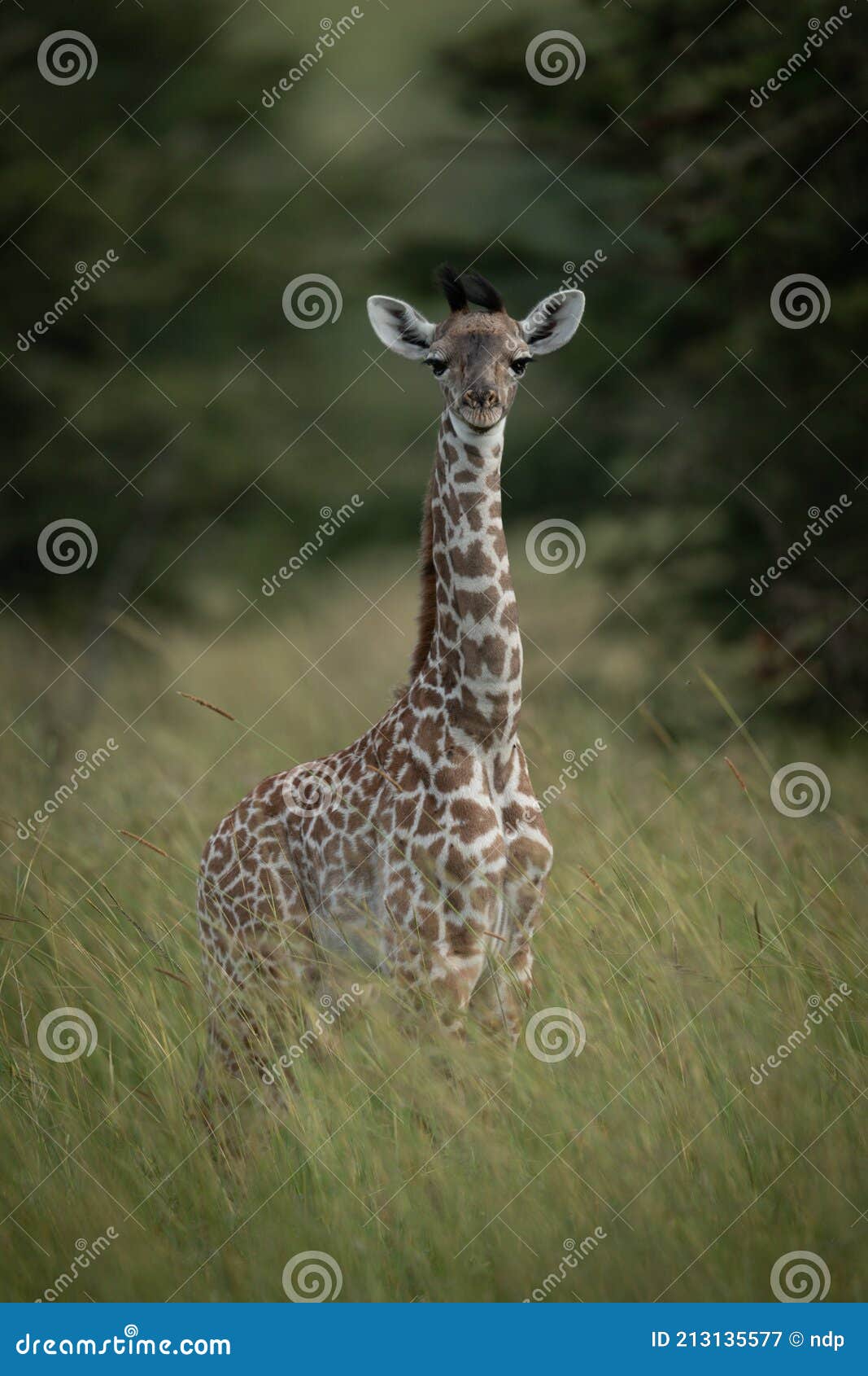 Giraffe Facing The Camera And Looks Cute In Kruger National Park Stock ...