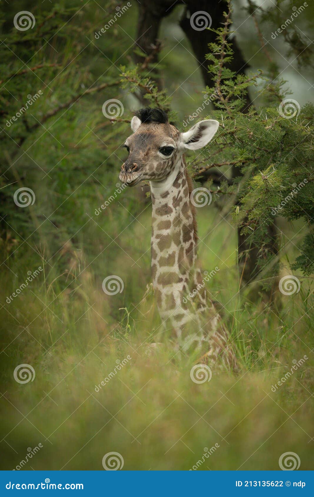 Baby Masai Giraffe Lying Down in Bushes Stock Photo - Image of ...