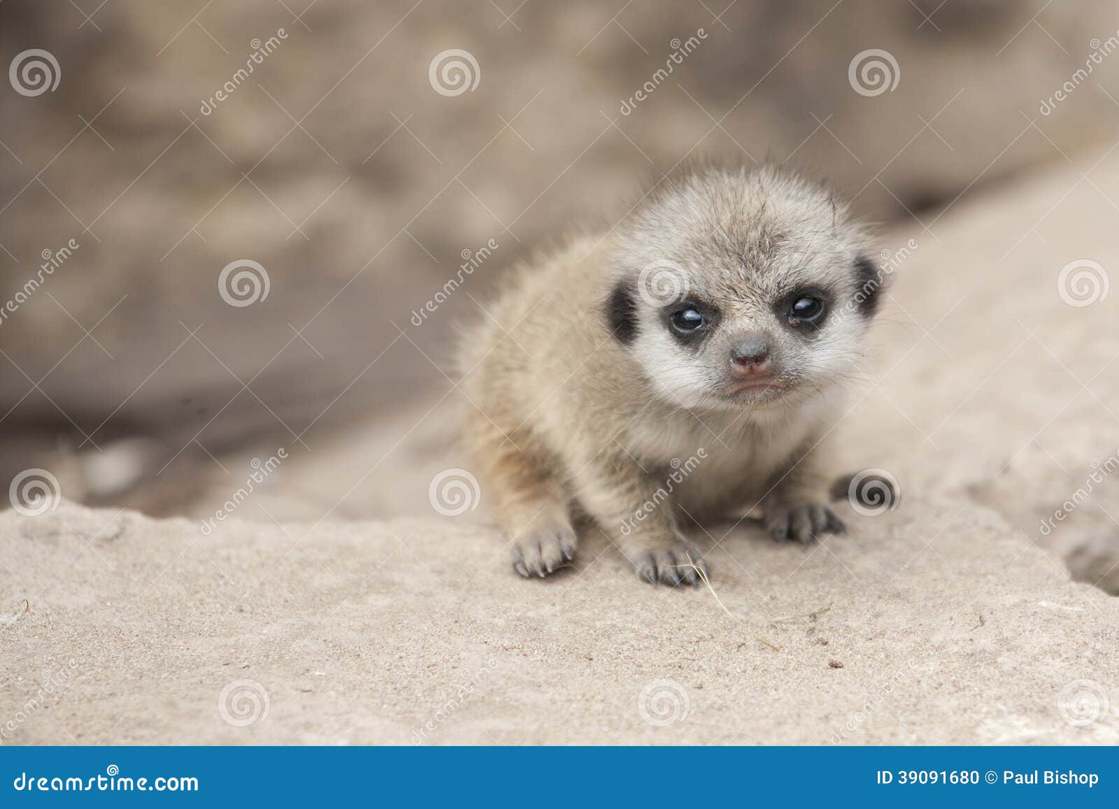 Baby Meerkat stock photo. Image of looking, funny, meerkat - 39091680